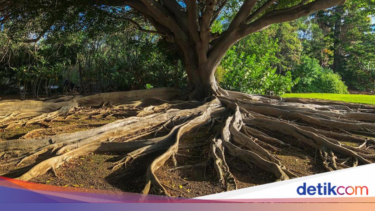 8 Jenis Akar Tumbuhan Lengkap dengan Ciri-ciri, Fungsi, dan Contohnya