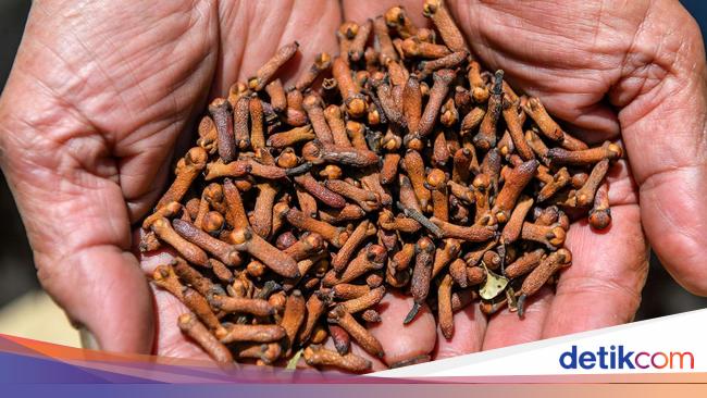 Seperti Ini Proses Panen hingga Jemur Cengkih di Majalengka