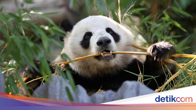 Kebun Binatang Luncurkan Kamera Panda, Bisa Lihat Panda di Manapun