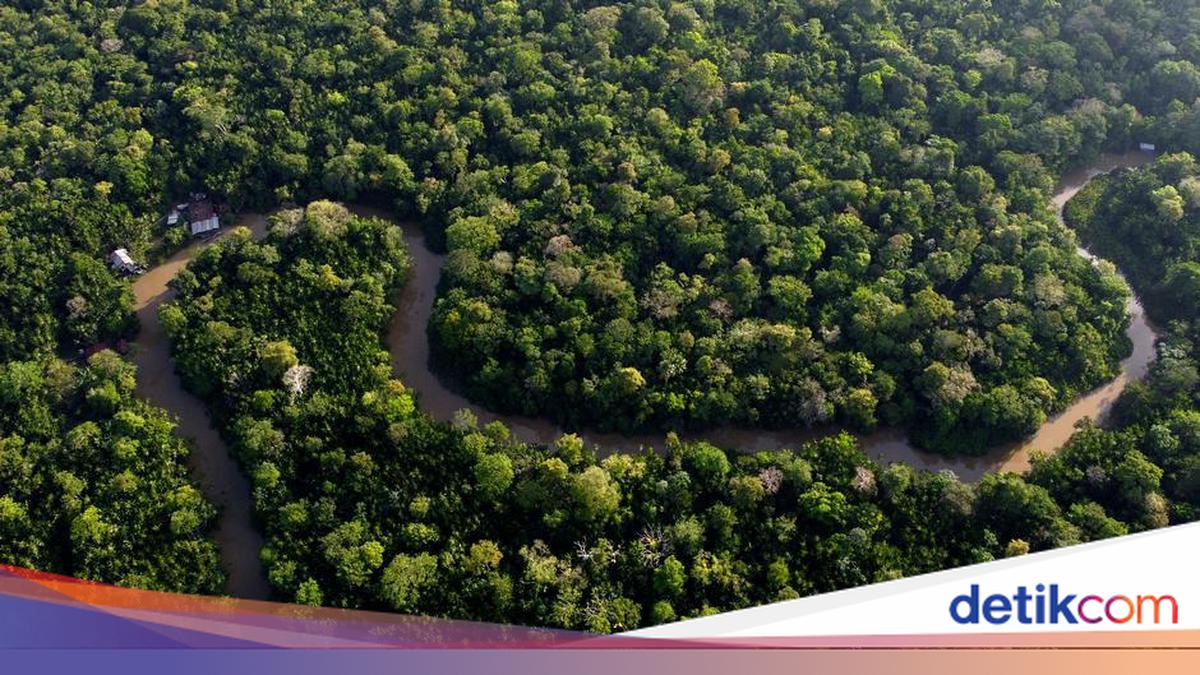 Gawat! Hutan Amazon Masuk Iklim Baru yang Belum Pernah Ada