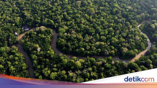 Hutan Amazon di Brasil Dibabat untuk Bangun Jalan Jelang KTT Iklim