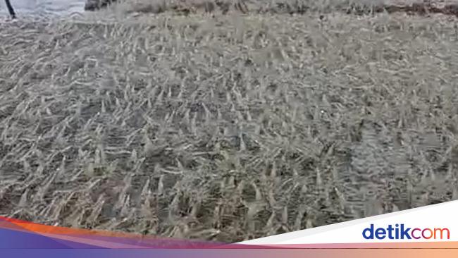 Terungkap Sebab Fenomena Gerombolan Udang di Tanggul Muara Sungai Gorontalo