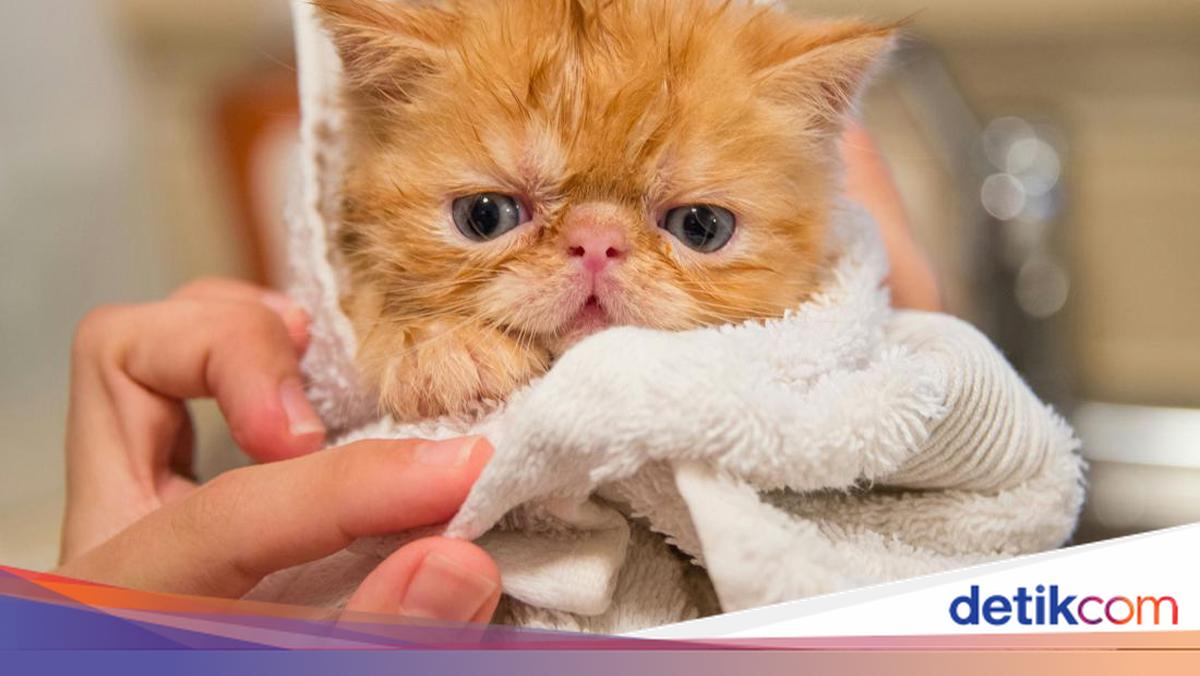 Ini Manfaat Kucing bagi Manusia Termasuk Anak-anak, Menjaga Kesehatan ...