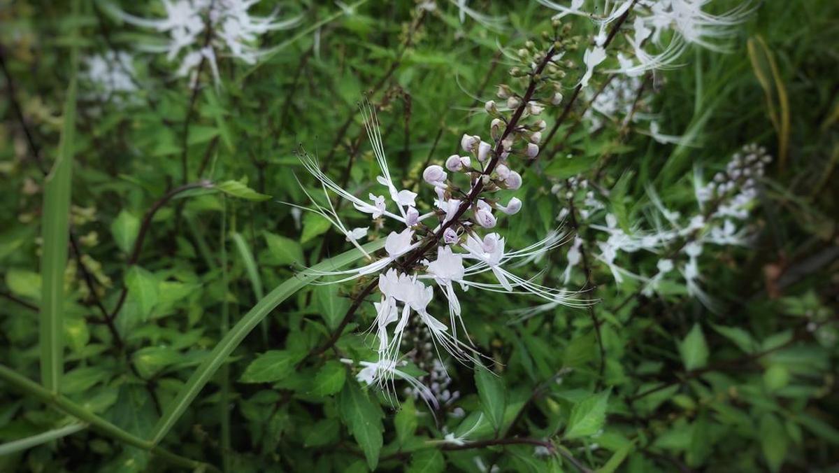 11 Manfaat Daun Kumis Kucing bagi Kesehatan dan Cara Mengkonsumsinya