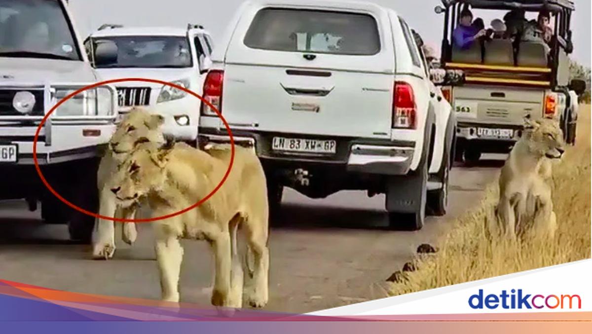 Mobil Turis Senggol Singa di Taman Nasional, Netizen Ngamuk