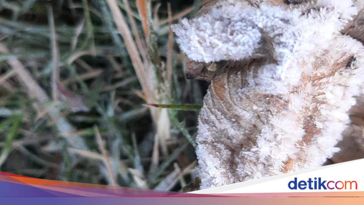 Dieng Kembali Membeku Pagi Ini, Agustus-September Jadi Puncak Bun Upas