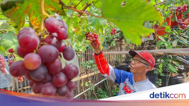 Belajar Dari Youtube Abeh Raih Cuan Dari Budidaya Anggur Di Halaman Rumah