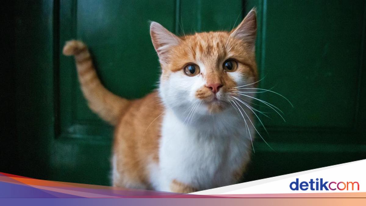 Tata Cara Melatih Kucing agar Tidak Kencing dan Berak Sembarangan