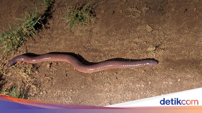 Buta dan Beracun, Ini Ciri Unik Cacing Sesilia yang Mirip Ular