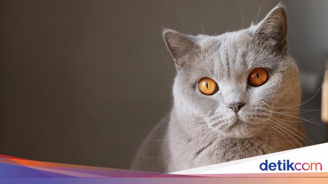 Perjalanan Kucing dan Manusia, Penangkap Tikus hingga Jadi Peliharaan