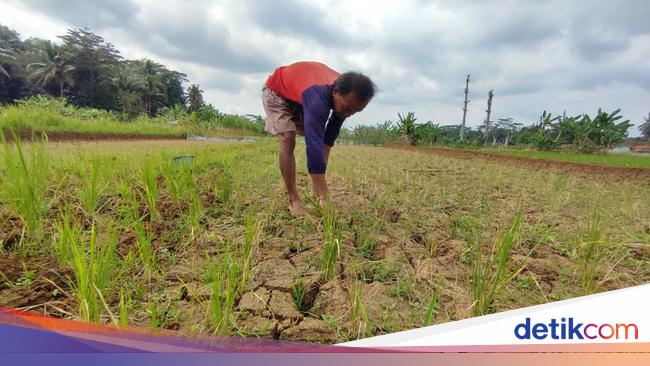 Kegalauan Petani Ciamis, Sawah Kekeringan Terancam Gagal Panen
