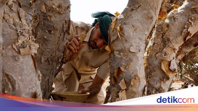 Potret Pohon Kemenyan, yang Aromanya Pernah Lebih Mahal dari Emas