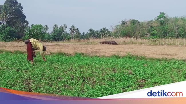 Imbas Musim Kemarau, Sawah di Musi Rawas Disulap Jadi Kebun Sayur