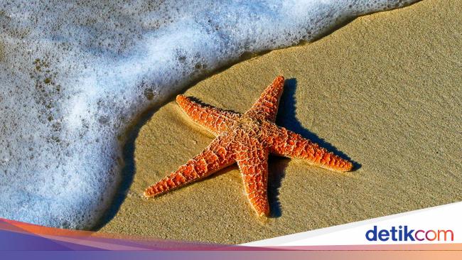 Hewan Invertebrata: Pengertian, Ciri, Klasifikasi, dan Contohnya