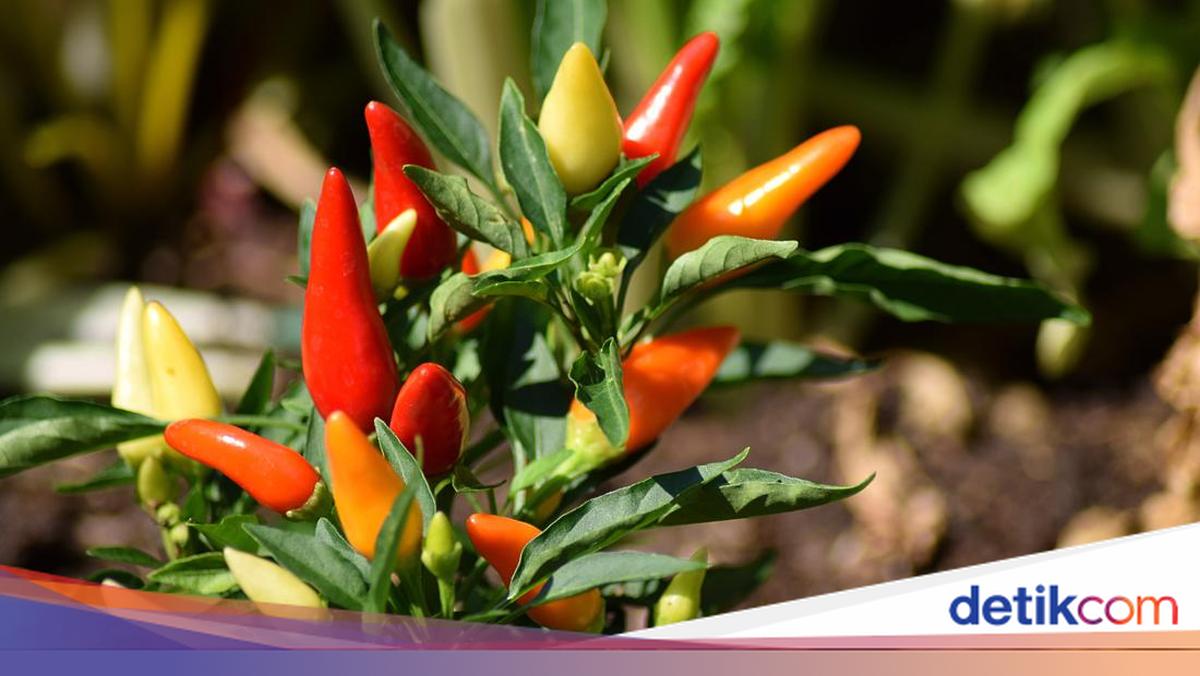 Cabai Itu Buah atau Sayur? Simak Penjelasan Berikut Ini