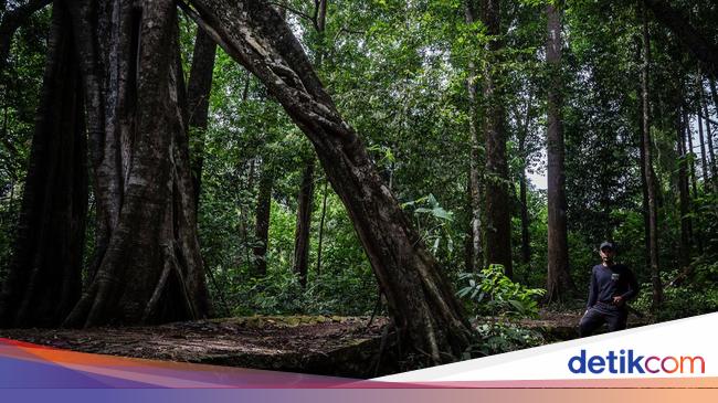 Warisan Hutan Hujan Tropis Sumatera, Keajaiban Alam yang Terancam