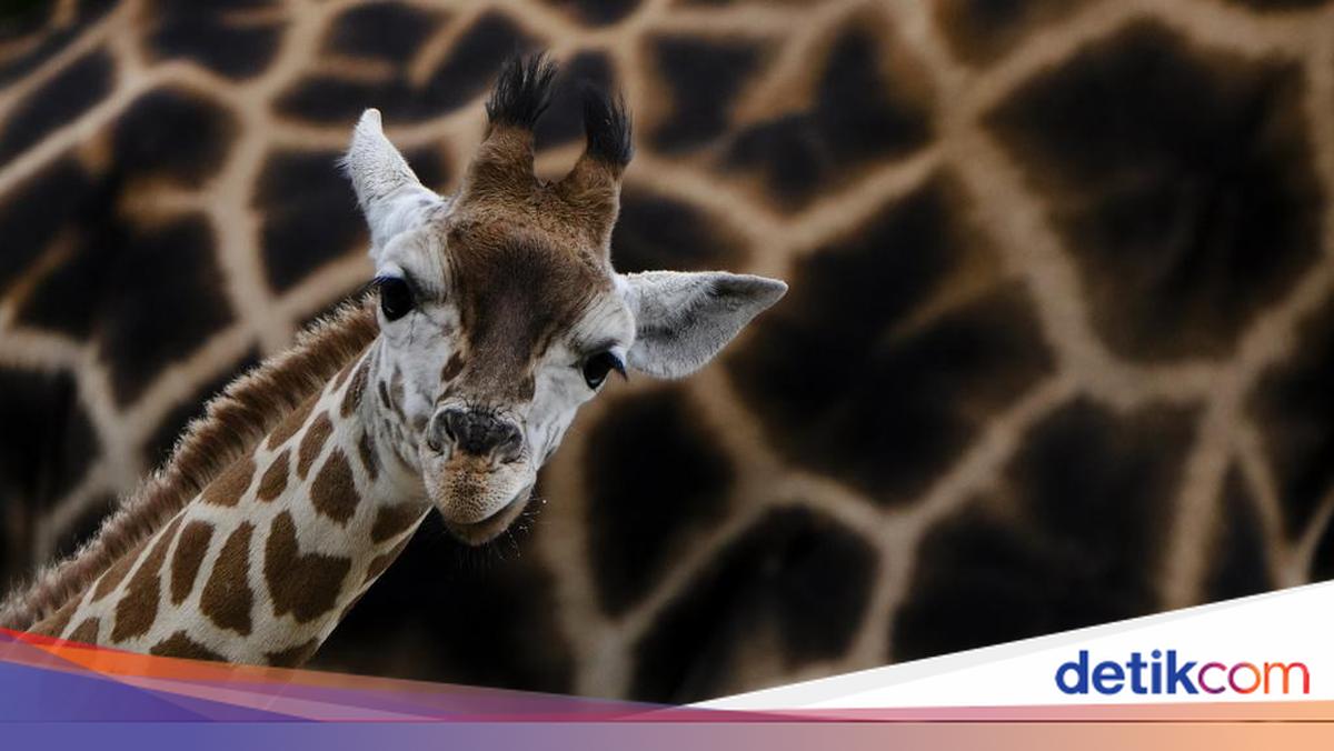 Mengapa Jerapah Punya Leher Panjang? Ini Kata Ilmuwan