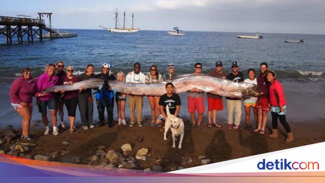 Terpopuler: Tentang Ikan Kiamat yang Muncul Tiga Kali dalam Setahun