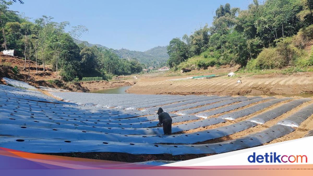 Kejelian Ijip Sulap Sungai Cibitung yang Mengering Jadi Kebun Cabai