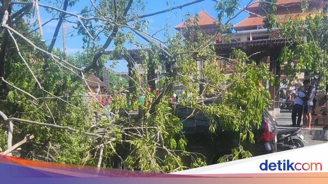 Pohon Beringin di Pasar Badung Tumbang Timpa Mobil dan 5 Motor Pohon Beringin di Pasar Badung Tumbang Timpa Mobil dan 5 Motor