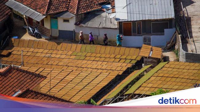Potret Penjemuran Tembakau di Tanjungsari Sumedang