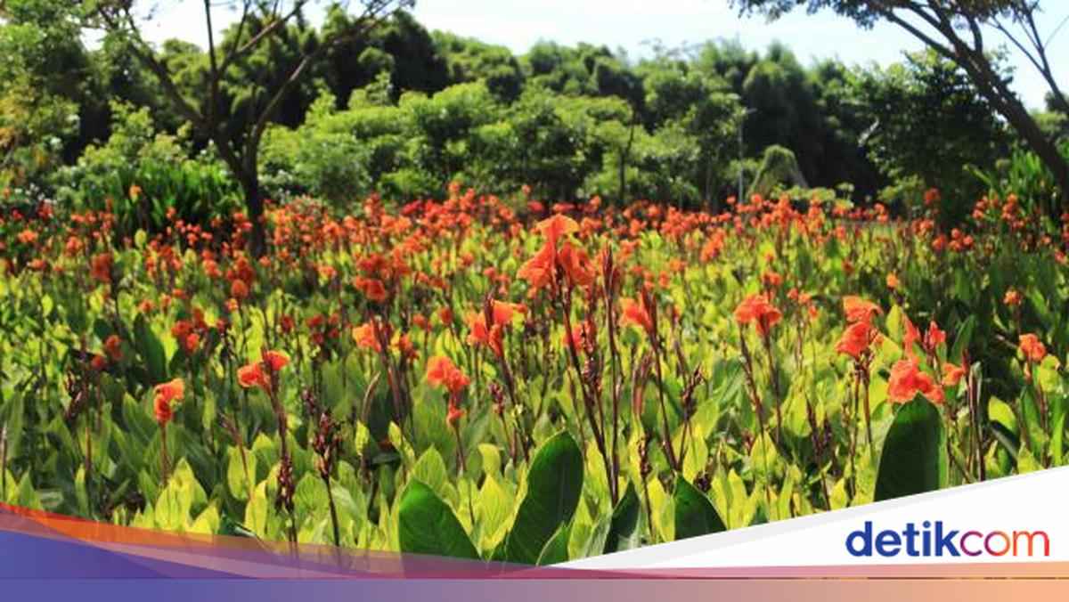 Surganya Bunga, 3 Daerah Ini Jadi Provinsi 'Terwangi' di Indonesia