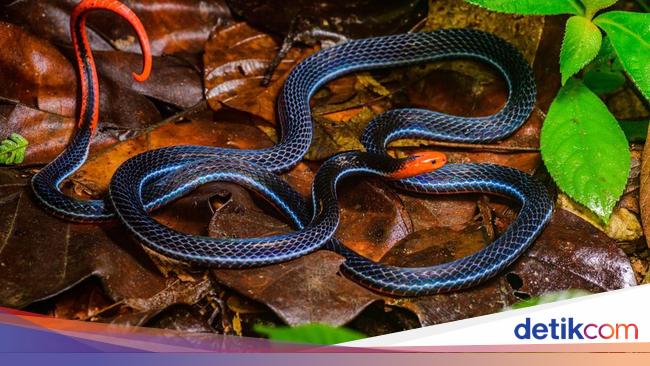 8 Ciri Ada Sarang Ular di Halaman Rumah, Salah Satunya Tumpukan Daun