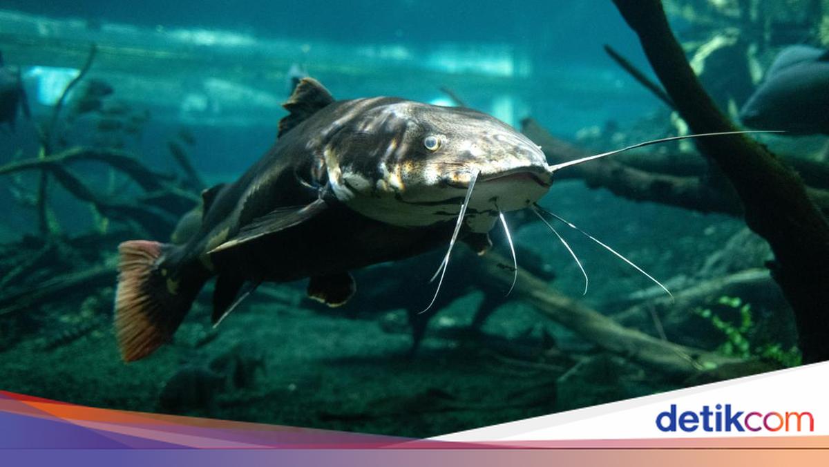 Tata Cara Budidaya Ikan Lele untuk Pemula yang Mudah Sampai Panen