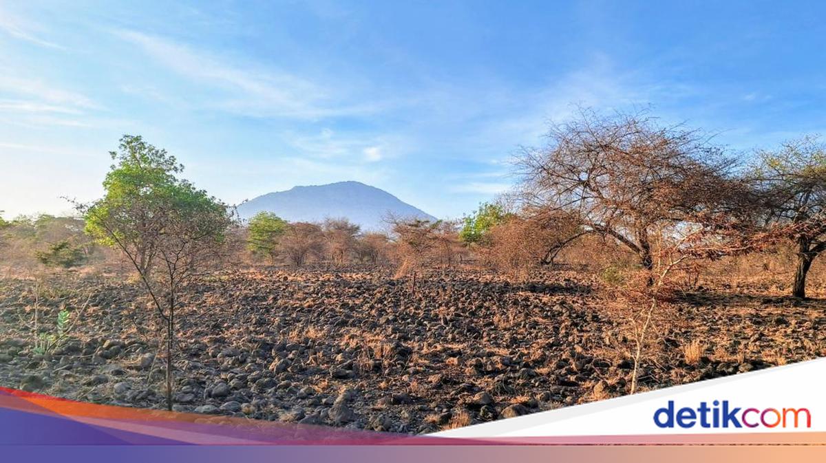 Wisata Baluran, Ada Apa Saja di Cagar Biosfer UNESCO?