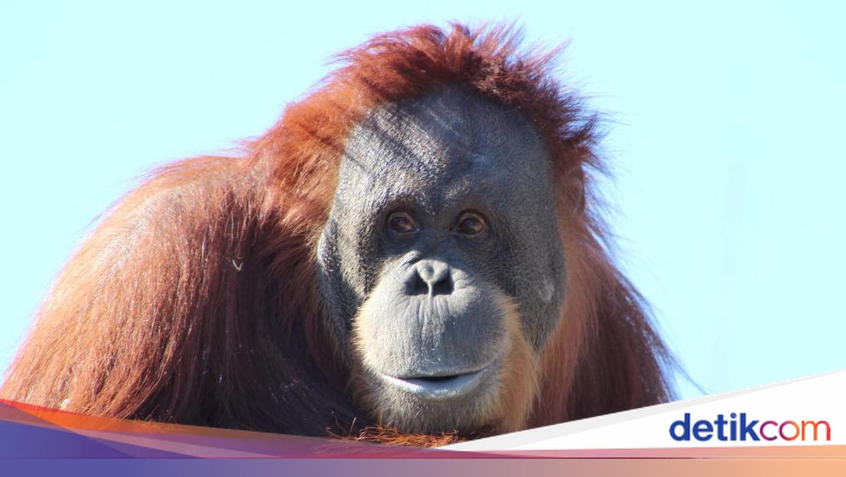 10+ Hewan yang Terancam Punah dan Dilindungi di Indonesia