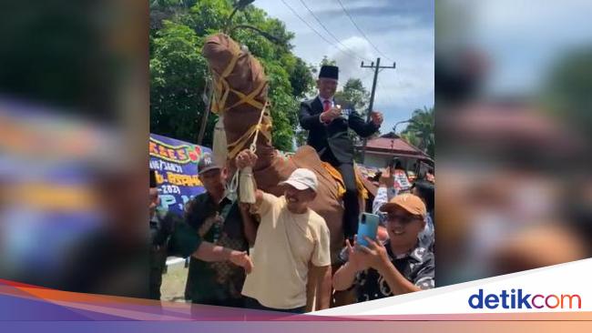 Viral Anggota DPRD di Asahan Diarak Pendukung 'Naik Unta' Usai Dilantik