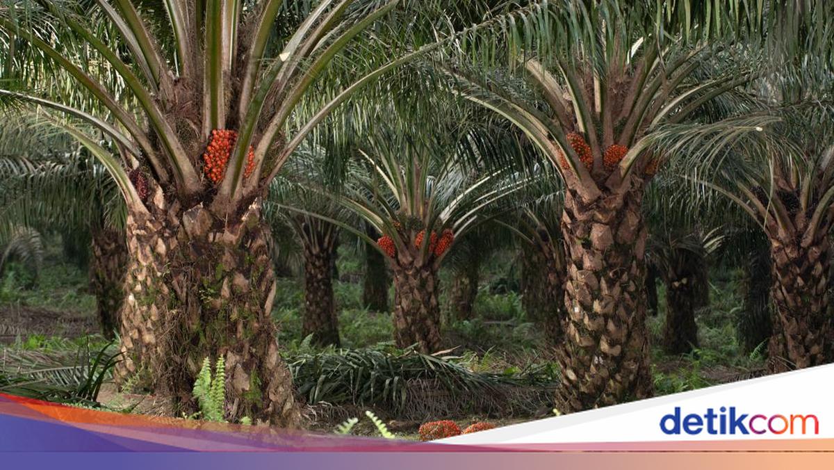 Musim Mas Kenalkan 4 Varietas Baru Sawit dengan Tingkat Rendemen 30%