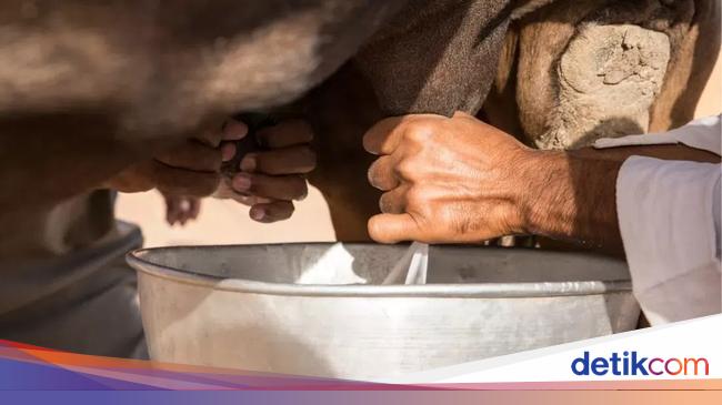10 Susu Hewan yang Ternyata Dapat Dikonsumsi Manusia