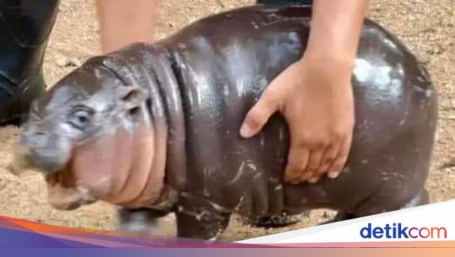 Moo Deng, Bayi Kuda Nil Viral yang Selalu Terlihat Terkejut