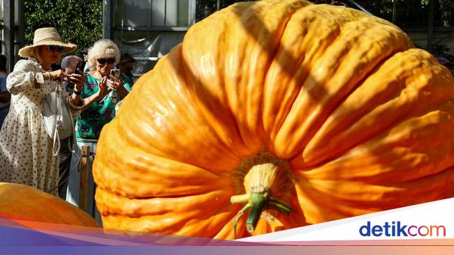 Penampakan Labu Raksasa Penuhi Pameran Sayuran di Moskow