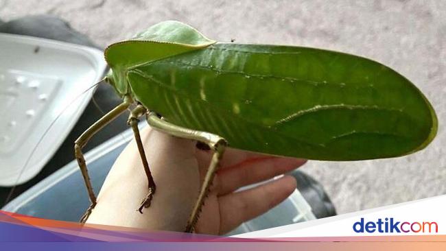 Buset! Hewan Ini Segede Gaban, Sulit Dipercaya Tapi Nyata