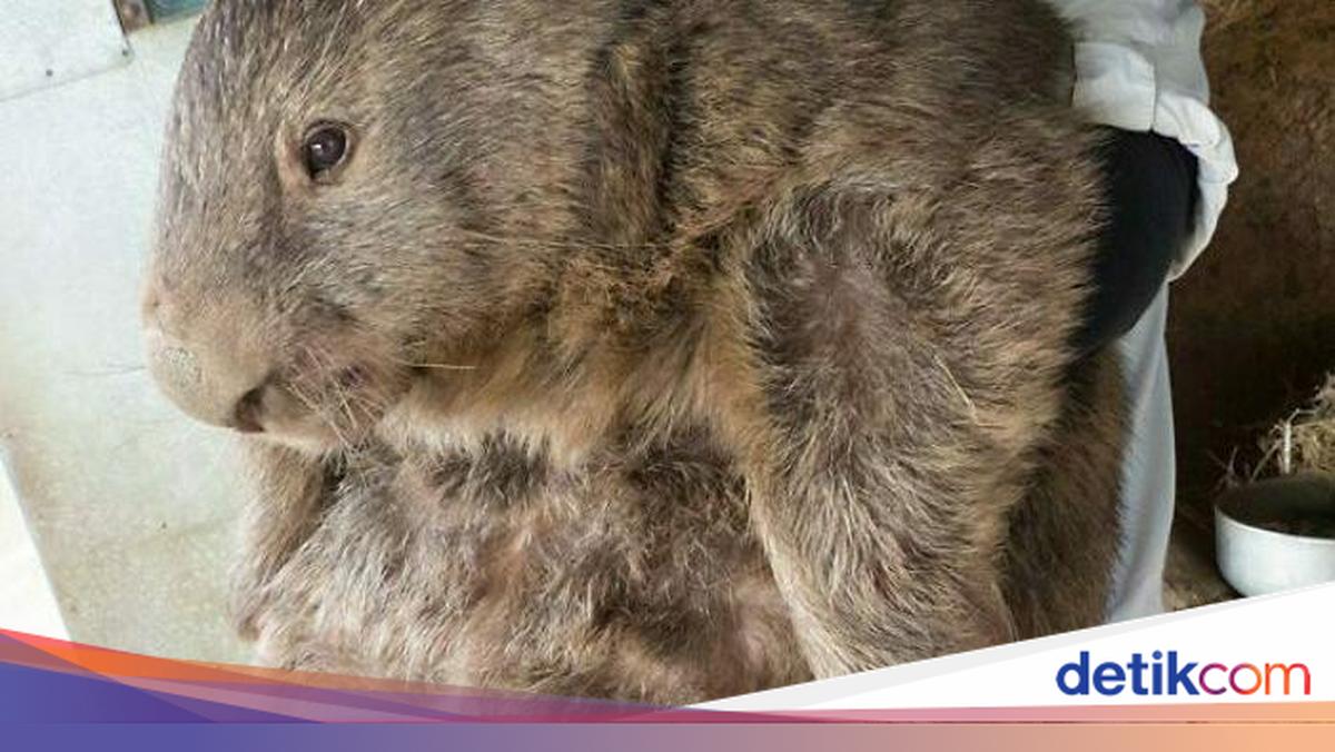 Buset! Hewan Ini Segede Gaban, Sulit Dipercaya Tapi Nyata