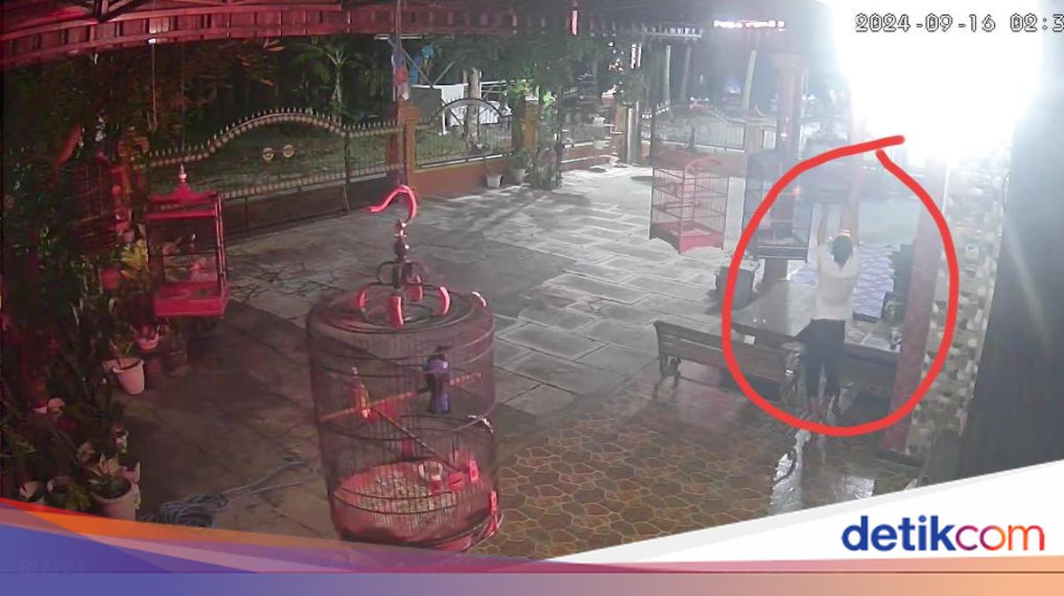 Aksi Maling Gondol 4 Burung Senilai Belasan Juta di Kulon Progo Terekam ...