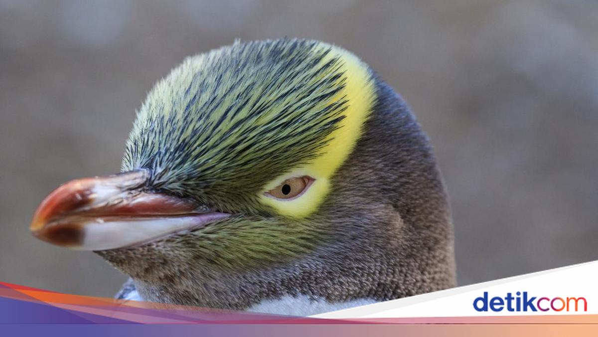 Penguin Langka Menangkan Penghargaan Burung Terbaik di Selandia Baru