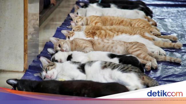 3 Negara yang Punya Tradisi Konsumsi Daging Kucing