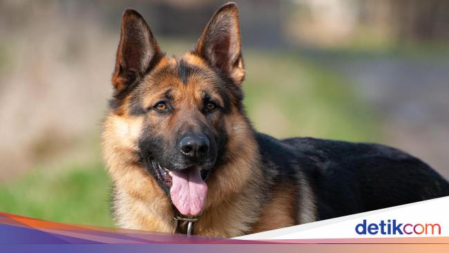 10+ Fakta Menarik Anjing Herder dan Bahaya Gigitannya
