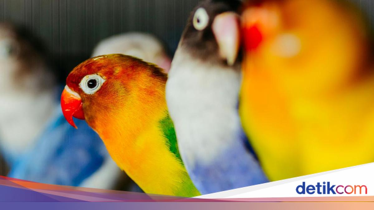 8 Tips Merawat Burung agar Tetap Sehat dan Berkicau dengan Merdu