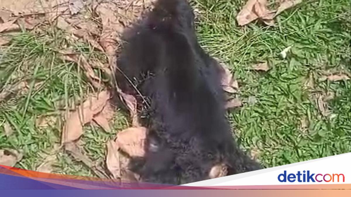 Lutung Jawa Tewas Tersengat Listrik di Sukabumi