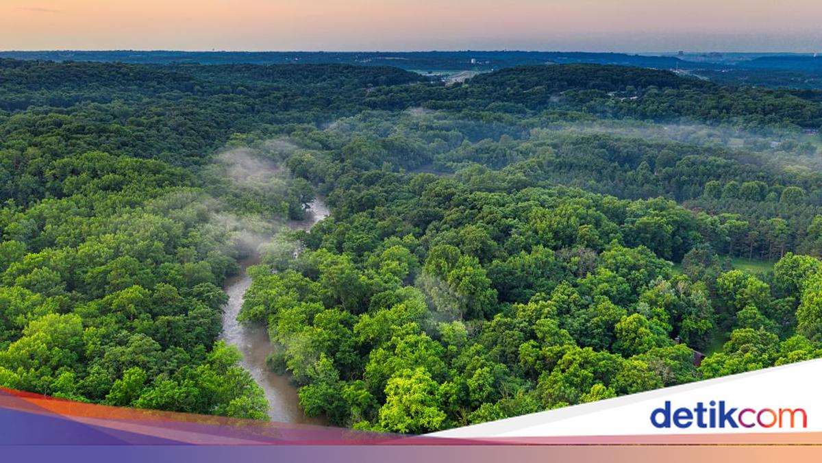 5 Fakta Hutan Amazon yang Ramai Diberi Rating Bintang 1 oleh Netizen RI