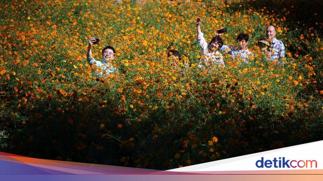 Terpesona Cantiknya Hamparan Bunga Cosmos di Seoul