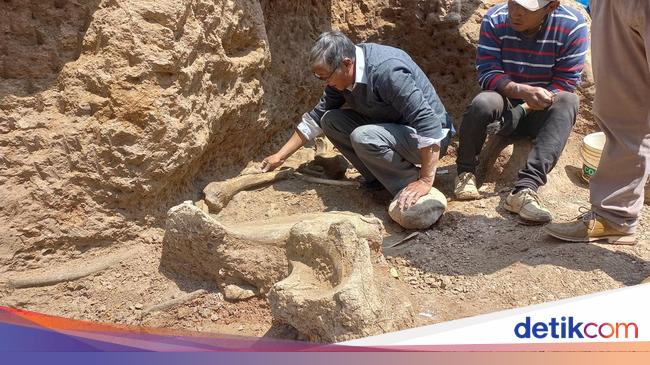 Arkeolog Peru Temukan Fosil Mastodon dari Zaman Es