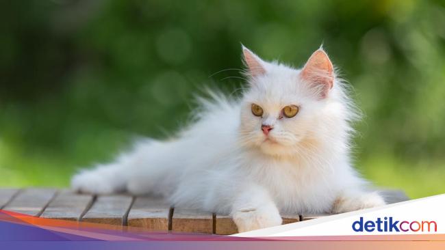 Ini 5 Alasan Kenapa Kucing Suka Menjilat Manusia