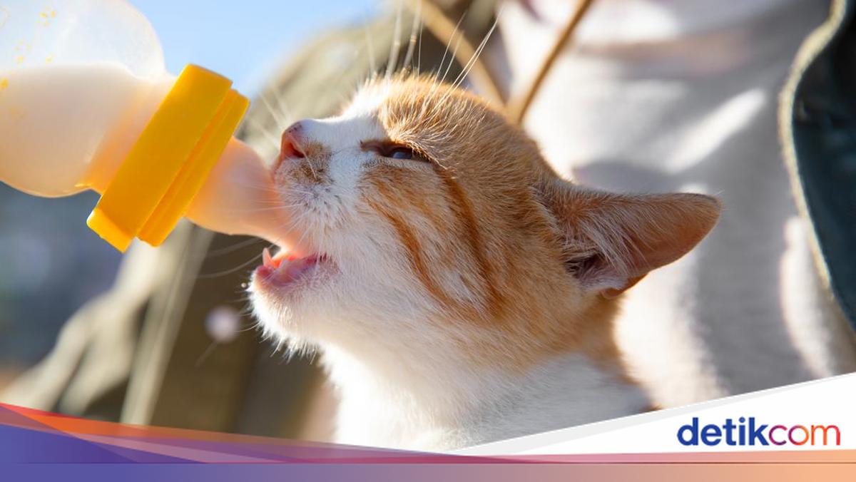 Apakah Kucing Boleh Minum Susu Selain ASI Induknya? Berikut Penjelasannya