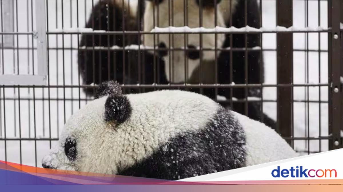 Biaya Perawatan Mahal, Finlandia Kembalikan Panda Raksasa ke China