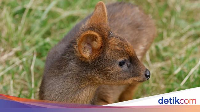 Bayi Rusa Spesies Terkecil Kedua Dunia Lahir di Polandia, Ini Potretnya